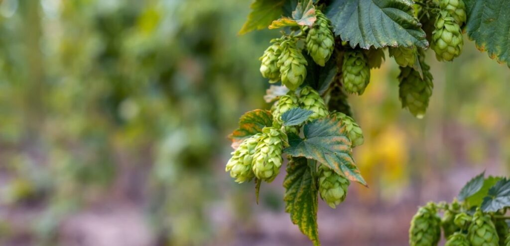 Cos'è il luppolo e a cosa serve - Santagostino Magazine