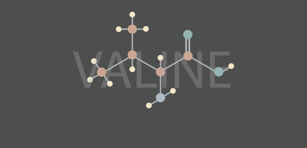 Valina: funzioni, benefici e fonti alimentari - Santagostino Magazine