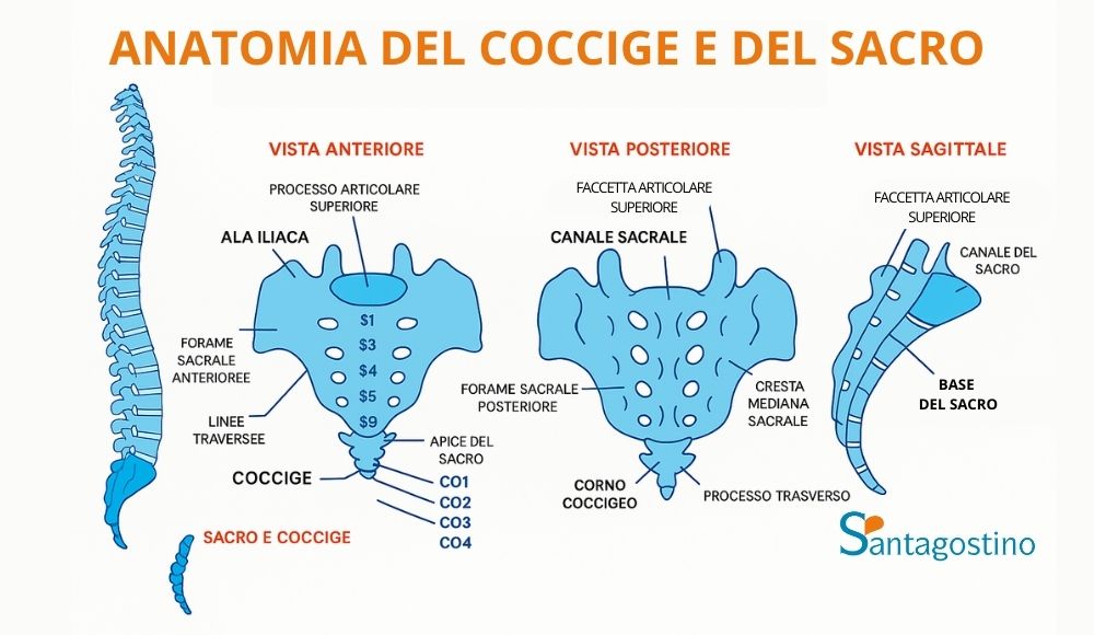 Il dolore al coccige (o coccigodinia): cause e trattamenti ...